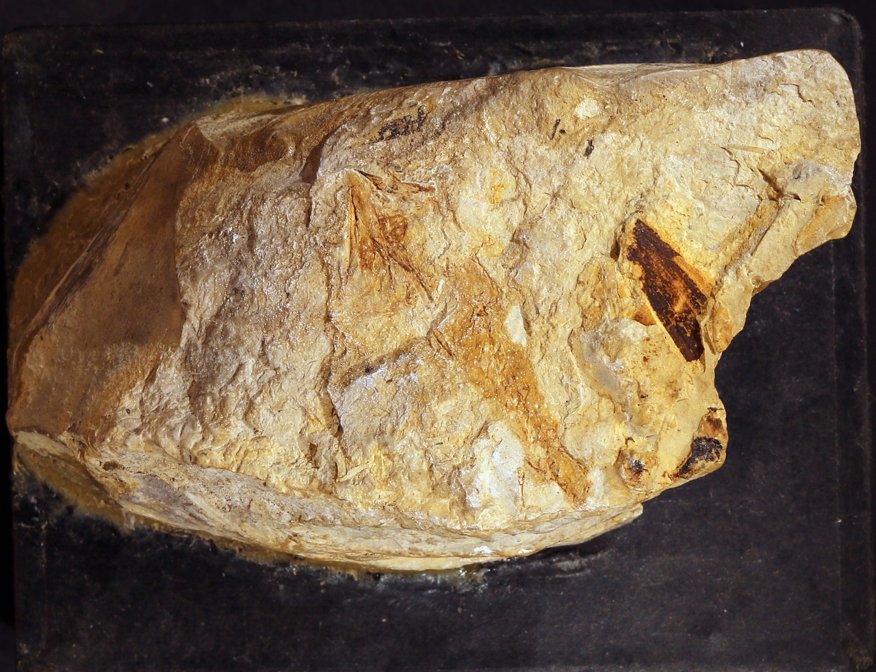 Urzeit-Salamander entdeckt – VFMG e.V.